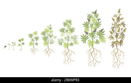 The cannabis plant life cycle illustration Stock Vector Image & Art - Alamy