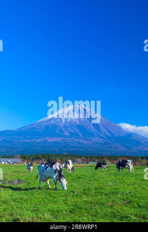 Mt. Fuji and cows Stock Photo - Alamy