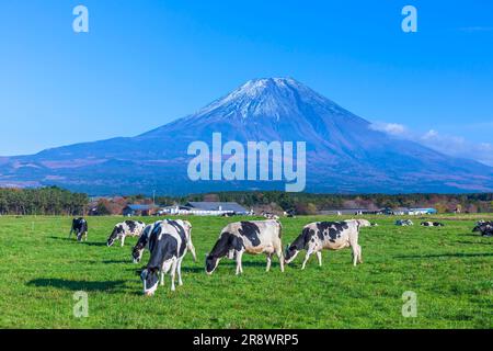 Mt. Fuji and cows Stock Photo - Alamy