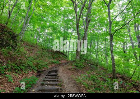 Primeval forest in Shirakami Sanchi Stock Photo - Alamy