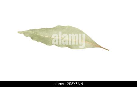 One aromatic bay leaf isolated on white Stock Photo - Alamy
