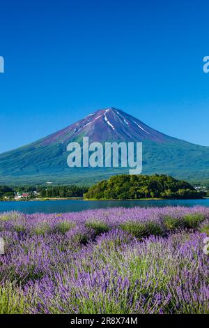 Lavender in Oishi Park and Mt. Fuji Stock Photo - Alamy