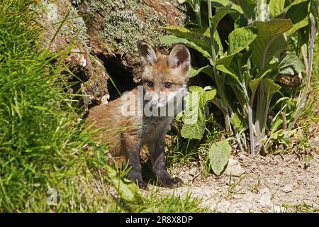 Red Fox, vulpes vulpes, Pup, Normandy in France Stock Photo - Alamy