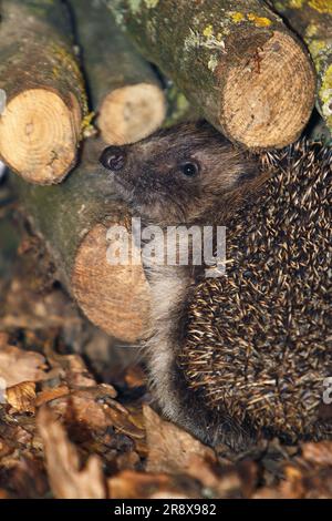 European Hedgehog, erinaceus europaeus, Normandy Stock Photo - Alamy