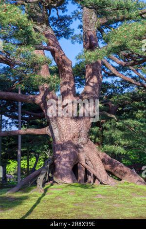 Negami pine tree in Kenrokuen Garden Stock Photo - Alamy