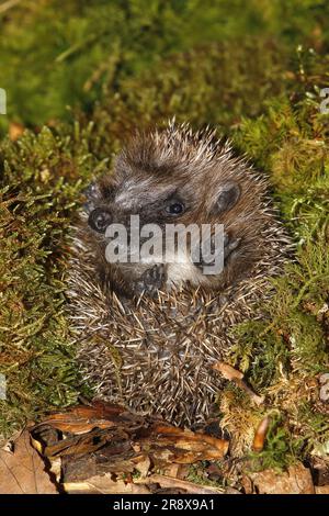 European Hedgehog, erinaceus europaeus, Normandy Stock Photo - Alamy