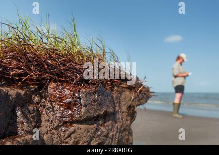Inspections of oil impacted sites in along the beach of Grand Terre ...