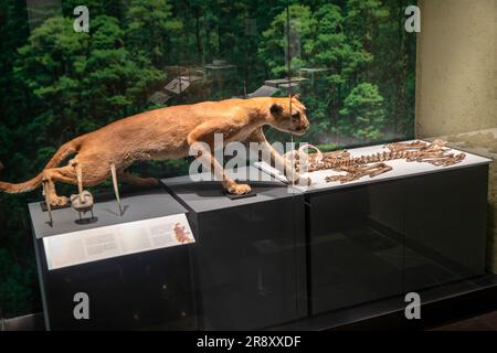 Taxidermy puma big cat, archaeological site and museum of Templo Mayor ...