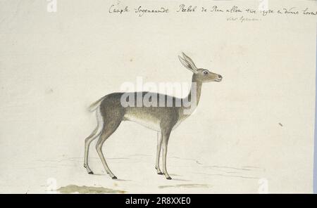 Pelea capreolus (Grey rhebok), 1777-1786 Stock Photo - Alamy