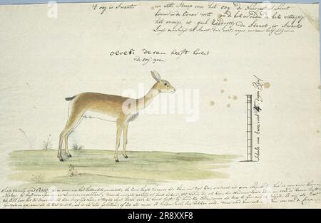 Ourebia ourebi (Oribi), 1777-1786. Oerebi (Ourbia Ourbi): Ram and Ooi ...