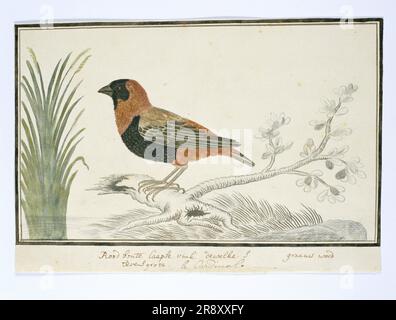 Euplectes orix, southern red bishop Stock Photo - Alamy