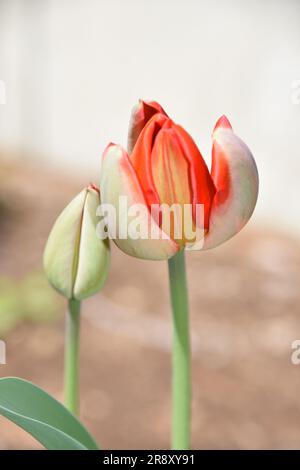 Ready to open tulips with red buds, soft focus Stock Photo - Alamy