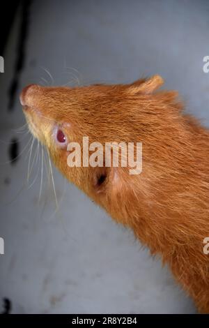 Adorable orange ferret with an adorable pink nose and sweet face Stock ...