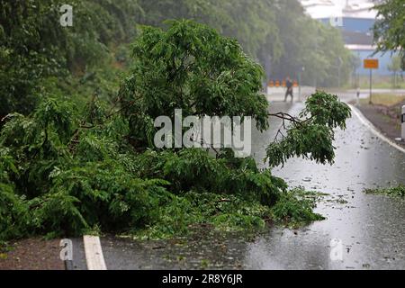 Thale, Germany. 23rd June, 2023. A tree lies on a road in Thale. The ...