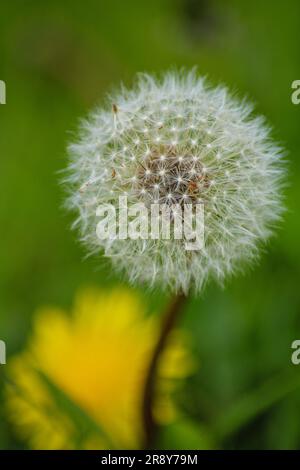 Dandelion is a genus of perennial herbaceous plants in the family ...
