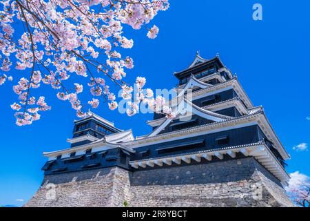 Kumamoto Castle and cherry blossoms Stock Photo - Alamy