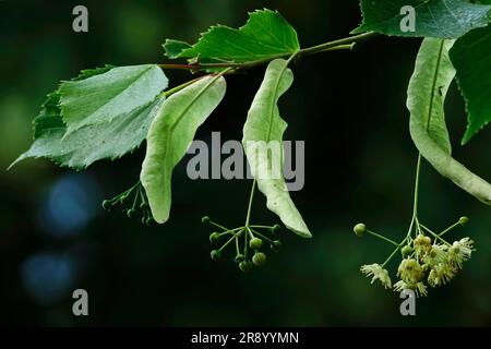 Linden tree with blossoms, June, Germany Stock Photo - Alamy