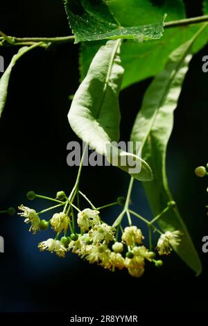 Linden tree with blossoms, June, Germany Stock Photo - Alamy
