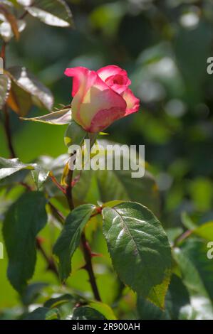 Close-up detail of a rose in the rosegarden on a sunny day Stock Photo ...