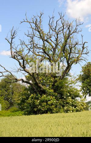Pear tree with elder Stock Photo - Alamy