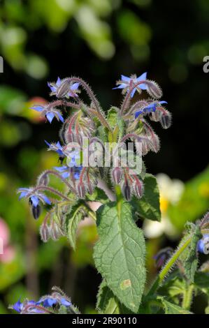 Kitchen spice : Borage flowering in the garden Stock Photo - Alamy