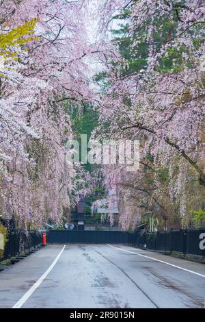 Spring of Kakunodate samurai residence street in Akita, Japan Stock ...