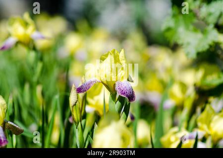 The iris, from the Greek means rainbow. In the language of flowers it ...