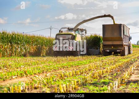 Header harvesting fodder corn mass, pouring into truck body Stock Photo ...