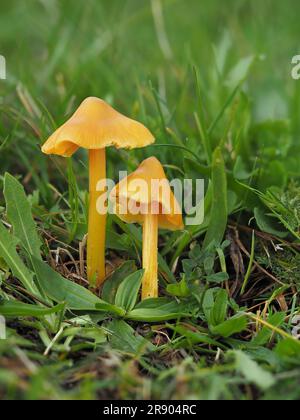 acutoconica is a medium-sized waxy cap (Hygrocybe) characterized by its ...