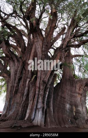 Mexican (Taxodium mucronatum) Baldcypress, Arbol del Tule, Mexico Stock ...