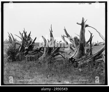 A New England stump fence, between 1890 and 1901 Stock Photo - Alamy