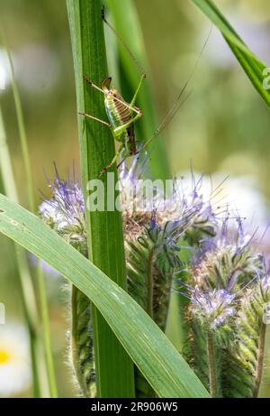 Bulgaria June 23th 2023: Bulgarian insects Assassin bug and Grasshopper ...