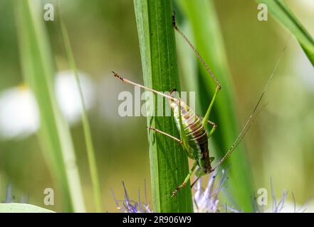 Bulgaria June 23th 2023: Bulgarian insects Assassin bug and Grasshopper ...