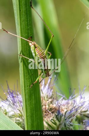 Bulgaria June 23th 2023: Bulgarian insects Assassin bug and Grasshopper ...