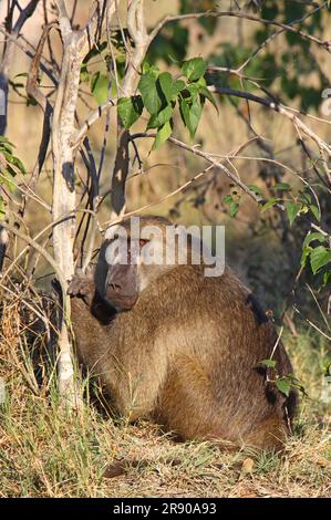 Baboon with battle scars, Moremi Game Reserve Botswana Stock Photo - Alamy