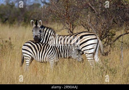 Zebra with offspring in the morning light in Mahango National Park ...