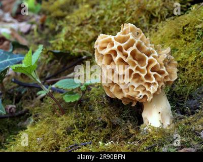 Speisemorchel (Morchella esculenta Stock Photo - Alamy