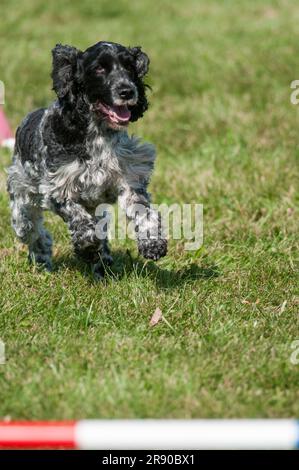 Active cocker spaniel Stock Photo - Alamy