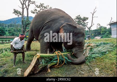 Elephant rejuvenation camp medical care and nutritional attention for ...