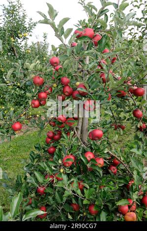 Apples Elstar Red Flame on the tree (Malus domestica Stock Photo - Alamy