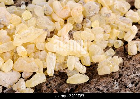 Sandarac gum tree resin (Tetraclinis articulata), Arartree, Gharghar ...