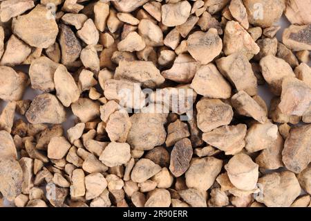 Polygonium multiflori radix (Polygoni multiflori radix Stock Photo - Alamy