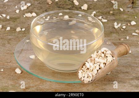 Cup of Dahurian Angelica Tea (Angelicae dahuricae Radix), Bai Zhi Stock ...