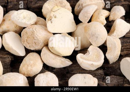 Pinellia tuber (Pinelliae rhizoma), Ban Xia Stock Photo - Alamy