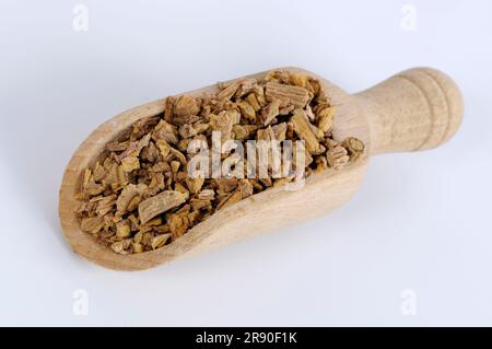 Isatis tinctoria (Isatidis Radix), Ban Lan Gen, cut out, object Stock ...