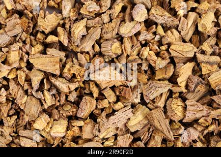 Isatis tinctoria (Isatidis Radix), Ban Lan Gen, cut out, object Stock ...