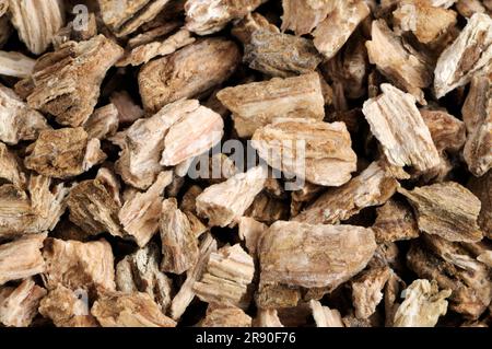 Chinese cardoon root (Dipsaci Radix), Xu Duan, cut out, object Stock ...