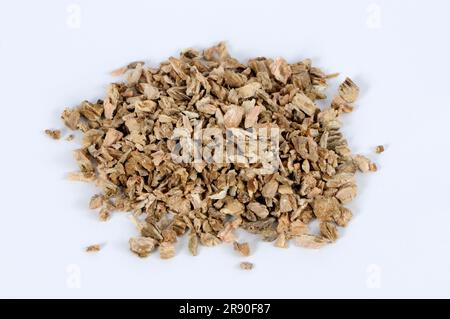 Chinese cardoon root (Dipsaci Radix), Xu Duan, cut out, object Stock ...