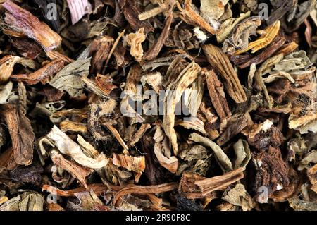 Mongolian Dandelion Herb (Taraxaci Herba), Pu Gong Ying Stock Photo - Alamy