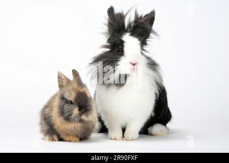 Lion's mane dwarf rabbit with kitten, Lion's mane dwarf rabbit, Lion's ...
